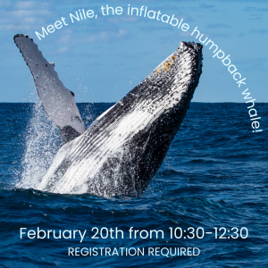 02/20/2025 | Meet Nile, the Inflatable Humpback Whale! | Manchester-by ...