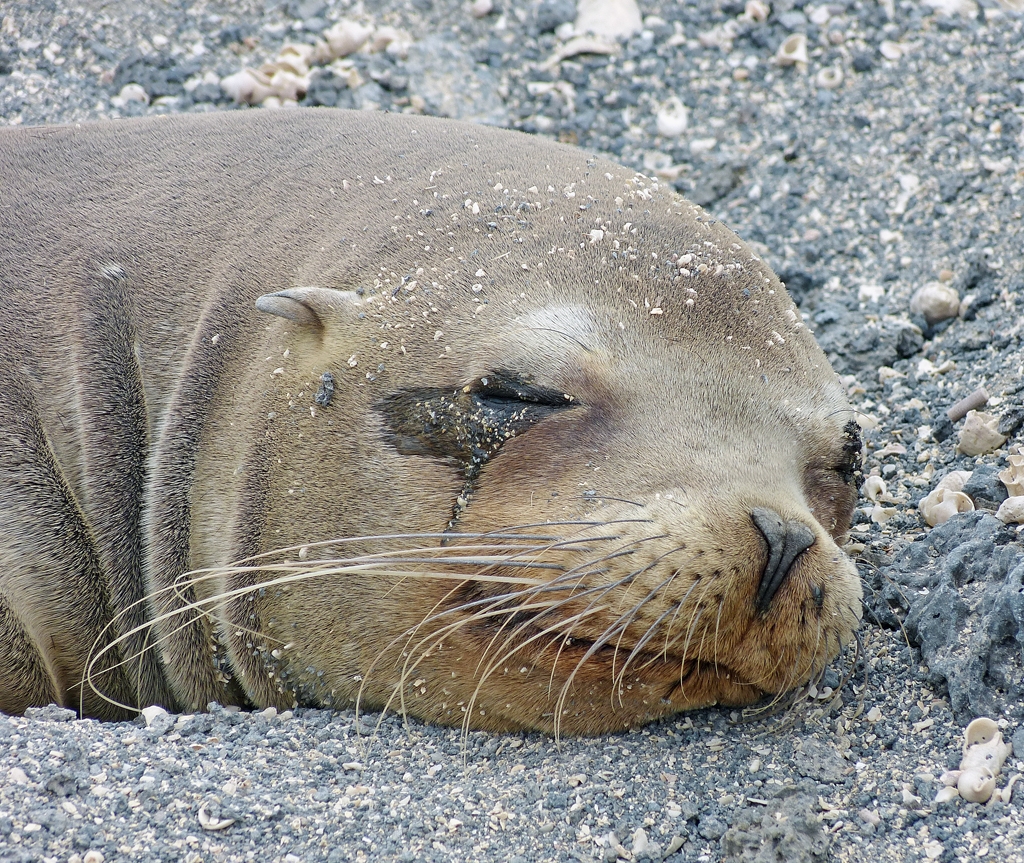 03/21/2024 | Ecuador's Galapagos Islands with Bill Gette | Maynard ...