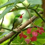 01/18/2024 | Jamaican Wildlife Adventure with Bill Gette | Maynard ...