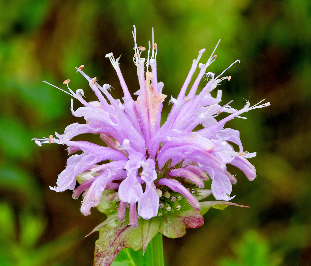 06/12/2025 | New England Wildflowers - Part 2 June to Mid-July ...