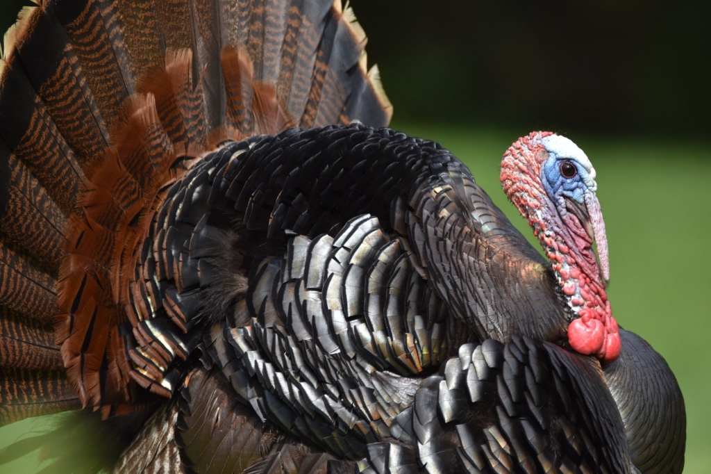 Wednesday, November 5, 2025 | Wild Turkeys In Massachusetts with Mass ...