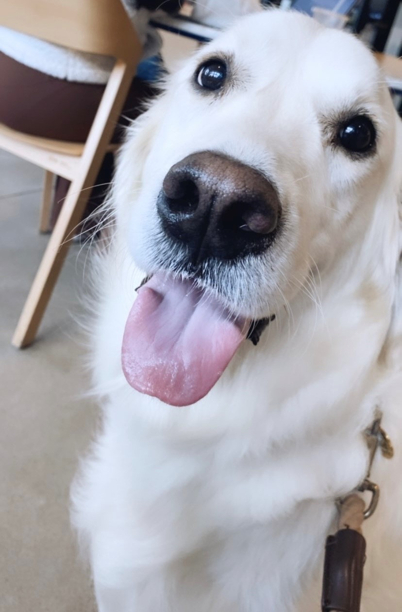 May 2025 Events | Needham Public Library