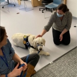 04/20/2023 | Skipper the Therapy Dog | Norwell Public Library