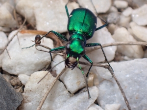 09/14/2024 | Conservation Day: Guided Insect Walk: Meet at Jacob’s Pond ...