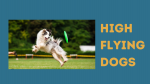 04/22/2023 | High Flying Dogs | The Sherborn Library