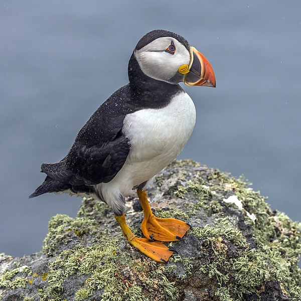07/24/2024 | VIRTUAL: Finding Atlantic Puffins with the Mass Audubon ...