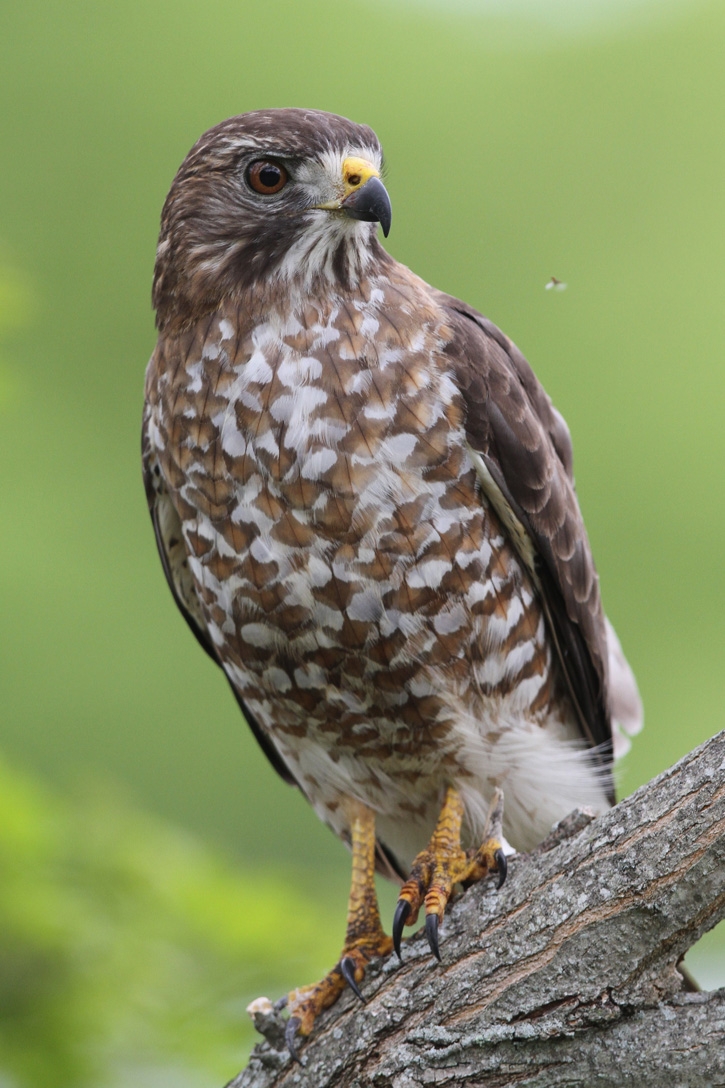 10/19/2022 | VIRTUAL: All About Hawks with the Mass Audubon | Tewksbury Public Library