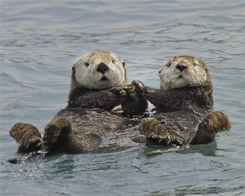 07/07/2020 | VIRTUAL PROGRAM: Sea Otters Return From Near Extinction ...