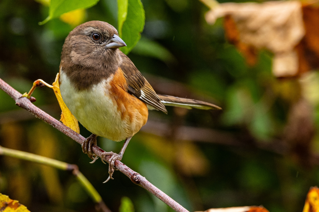 04/16/2025 | Trails and Trills: Hiking and Birding in Lancaster ...