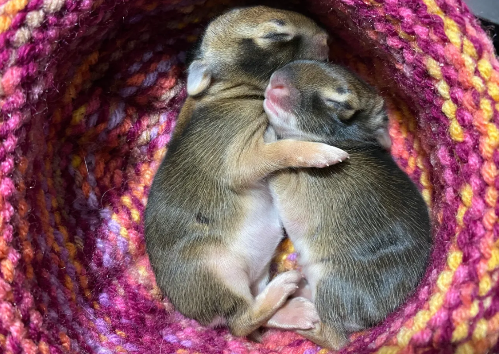 Monday, August 5, 2024 | Meet Jess from Salem Wildlife Rescue: Caring ...