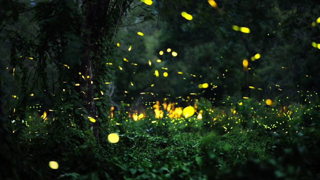 04/23/2025 | Magic Fireflies! with Hands On Nature | Tyngsborough ...