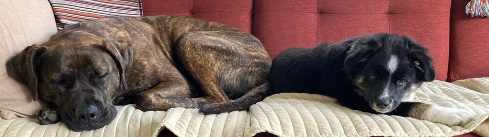 10/18/2022 | The ABCs of DOGs | Lucius Beebe Memorial Library