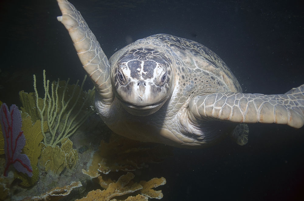 09/15/2020 | Rescue & Rehabilitation of Sea Turtles on Cape Cod ...