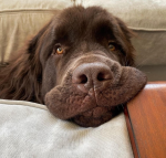 11/06/2023 | Sit, Stay, Read: Moseley | Lucius Beebe Memorial Library