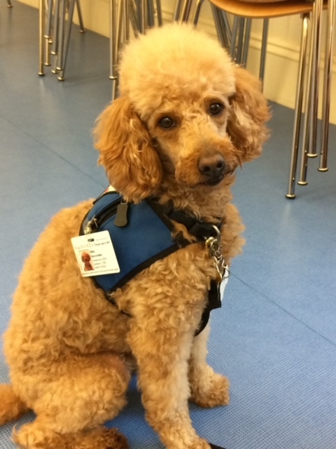 08/05/2023 | Sit, Stay, Read: Riley | Lucius Beebe Memorial Library