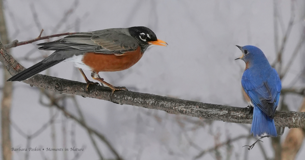 07/01/2024 | “Moments in Nature”: A Photography Exhibit by Barbara ...