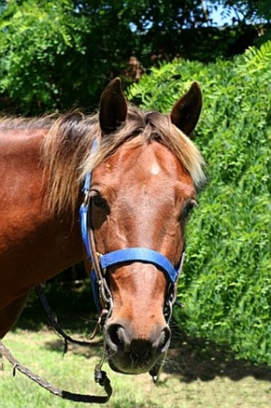 06/29/2022 | Pony Rides | Weymouth Public Libraries