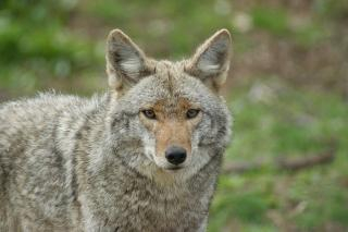 01/06/2025 | Achieving Coexistance with Coyotes | Woburn Public Library