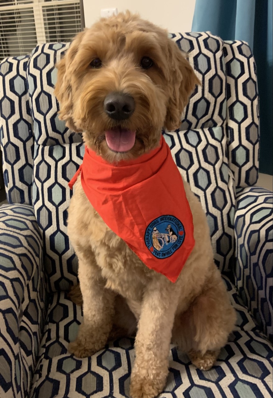 12/01/2023 | Read to Hailey the Therapy Dog | Woburn Public Library