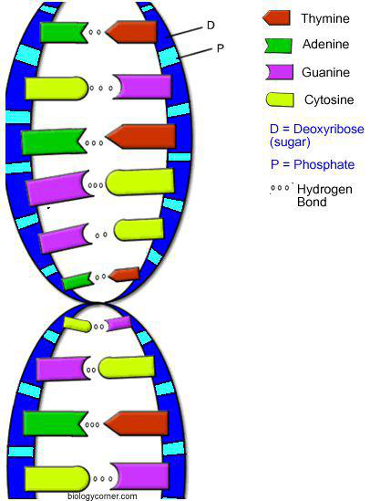 nucleic acid classification (lesson 0972) - TQA explorer
