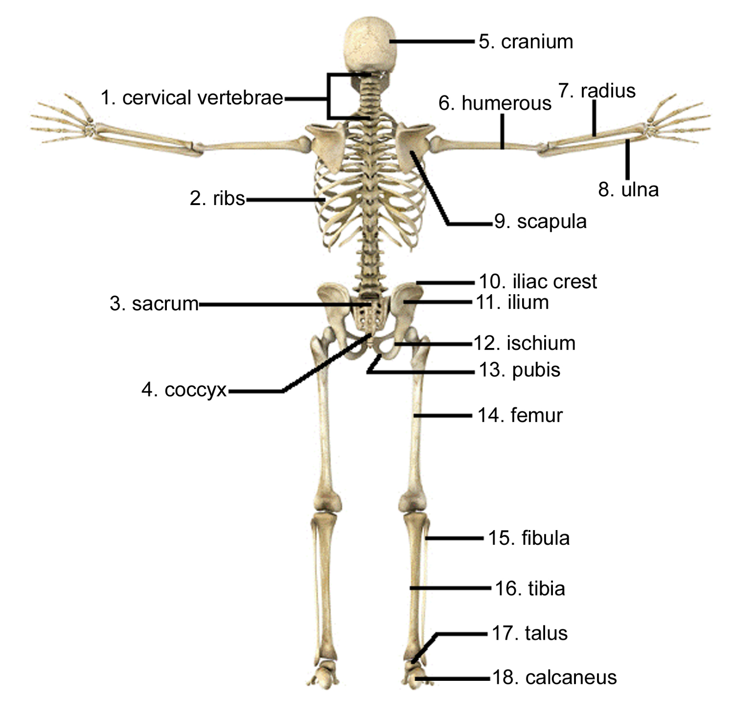 How Many Bones Are In The Spine Examples And Forms How Many Bones Are In The Spine Examples And Forms