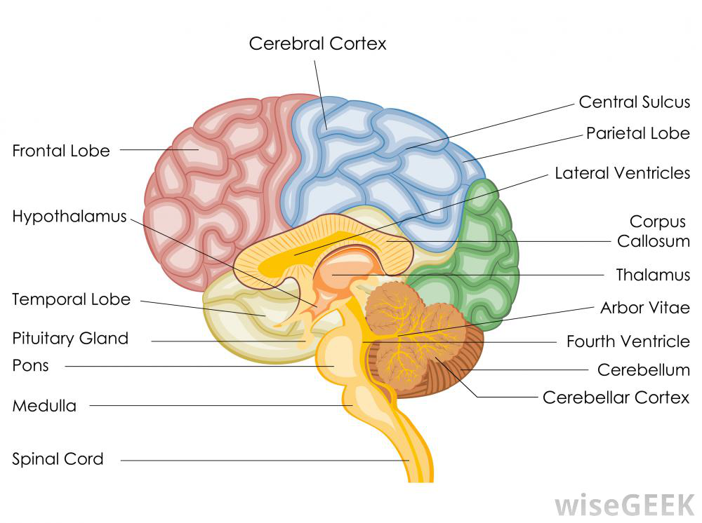 the nervous system (lesson 0398) - TQA explorer
