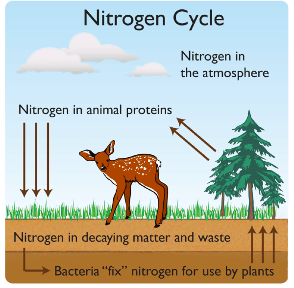Nitrogenous Waste From Excretion And Death