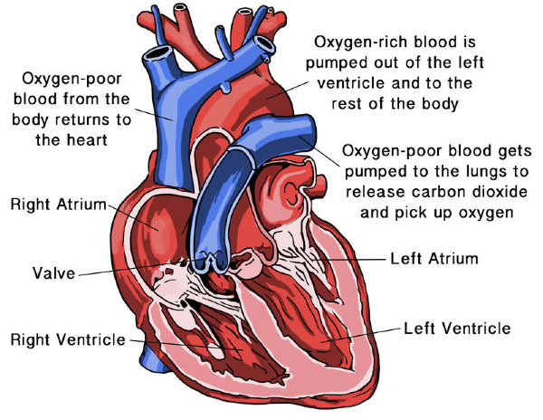 heart and blood vessels (lesson 0391) - TQA explorer