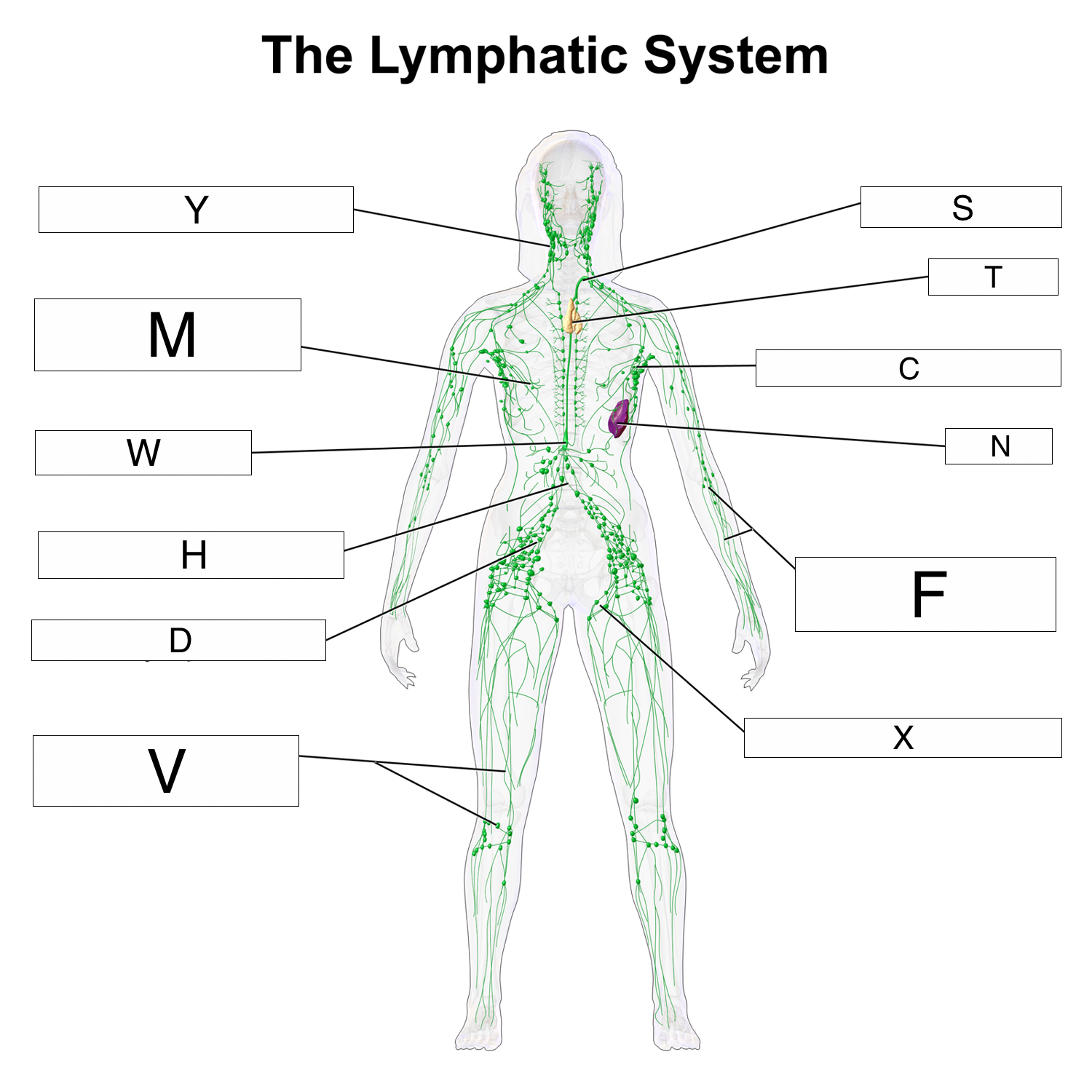 Peripheral Immune System Organs