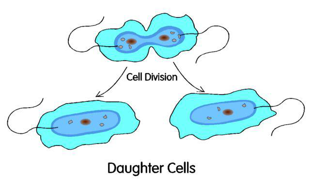cell division (lesson 0426) - TQA explorer