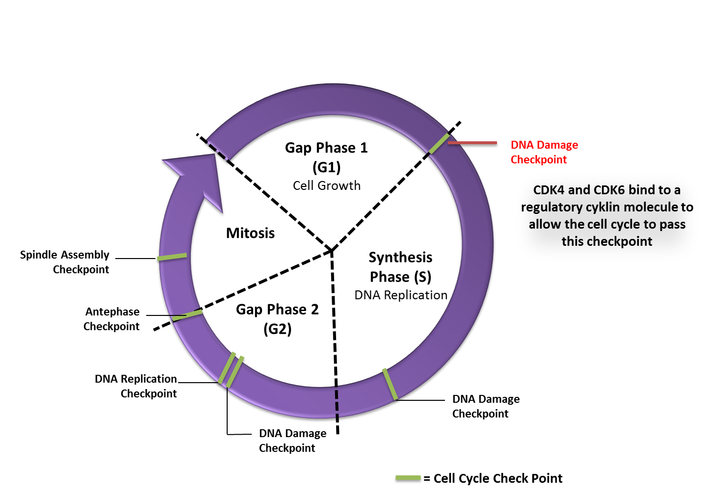 Cancer Cell Cycle Diagram
