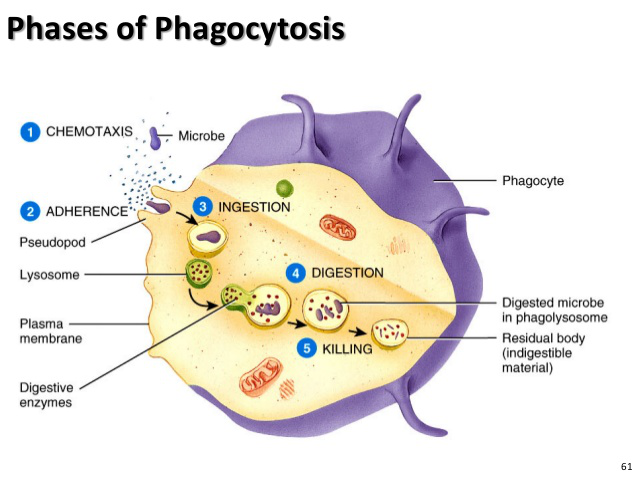 first two lines of defense (lesson 0403) - TQA explorer