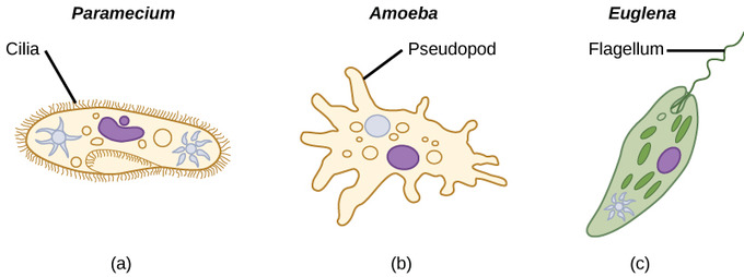 Protozoa Structure