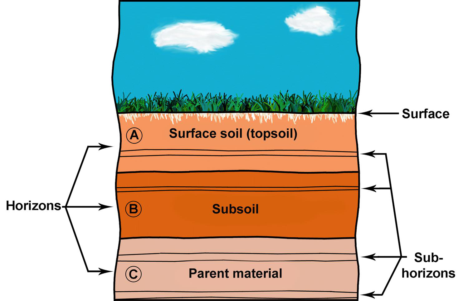 Soil Horizon Layers Diagram Soil Horizon Layers Diagram