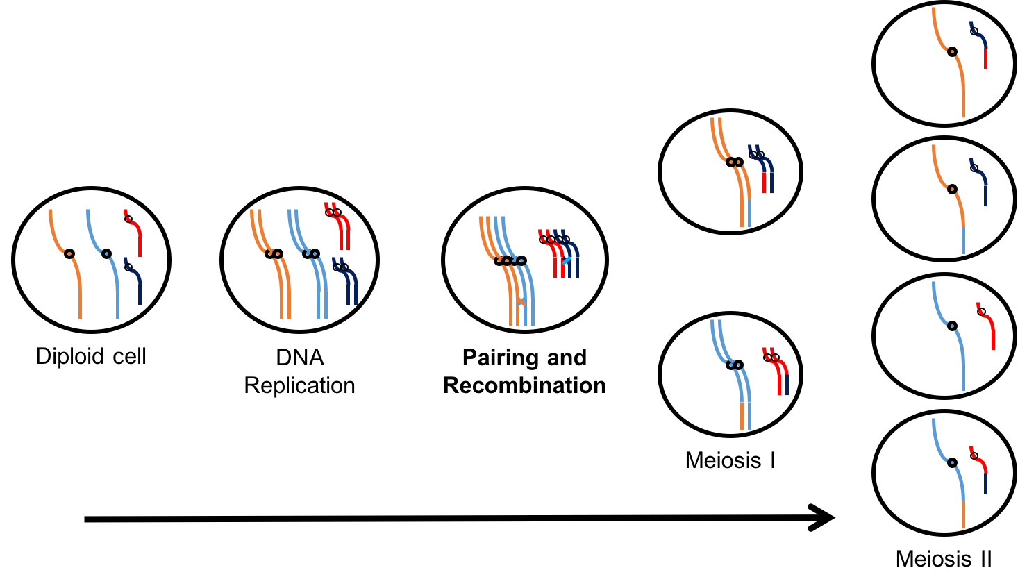 cell division (lesson 0426) - TQA explorer