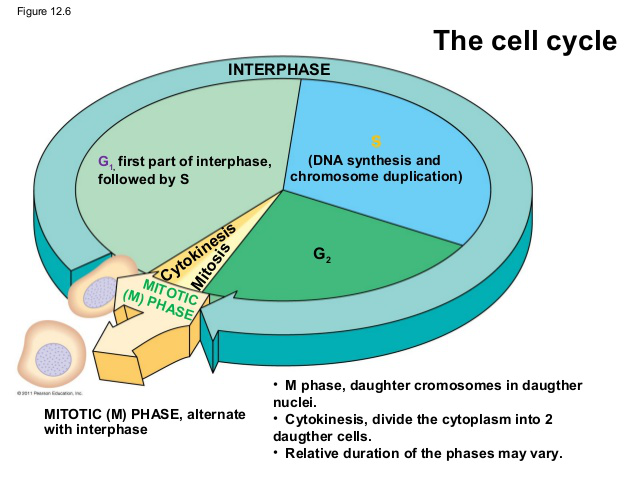cell division (lesson 0426) - TQA explorer