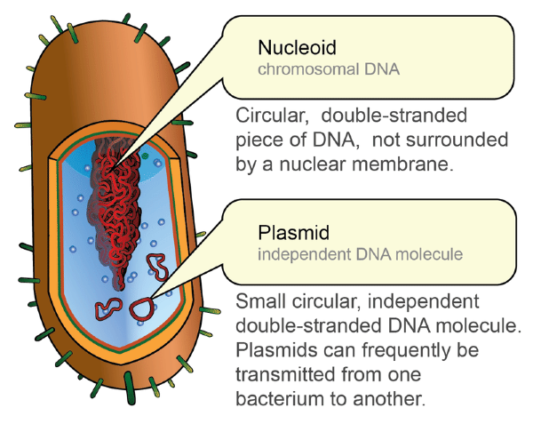 introduction to prokaryotes (lesson 0436) - TQA explorer