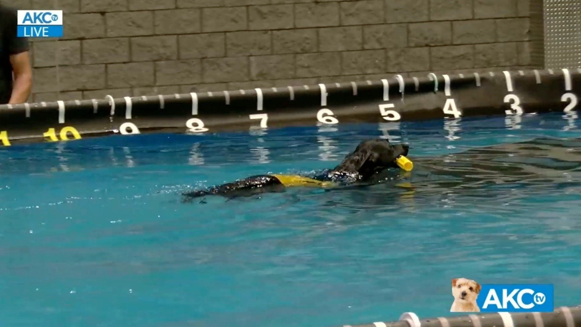 2025 North America Diving Dogs Santa Splash - Day 1 | AKC.tv