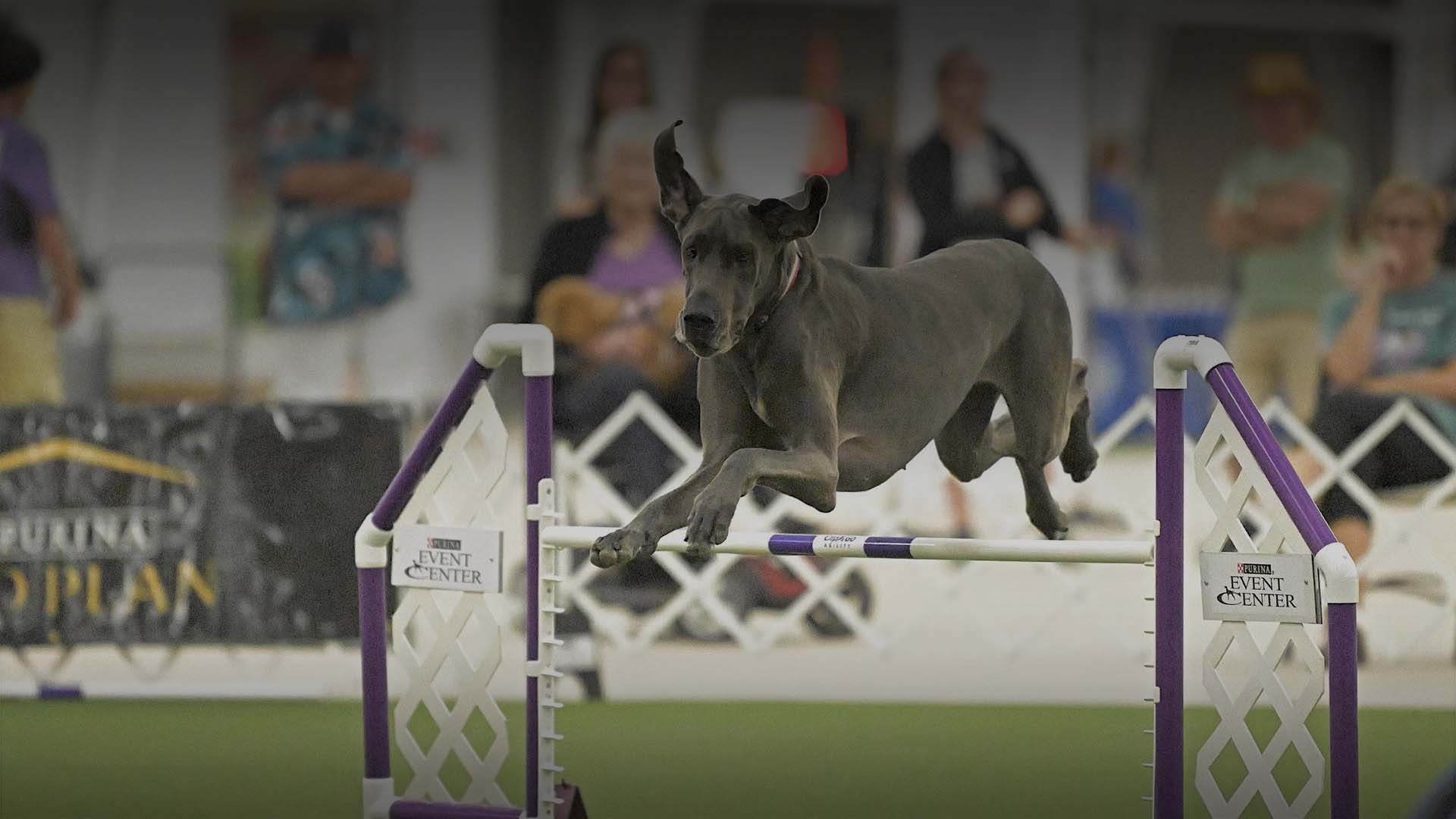 Upcoming Events Live on AKC.TV