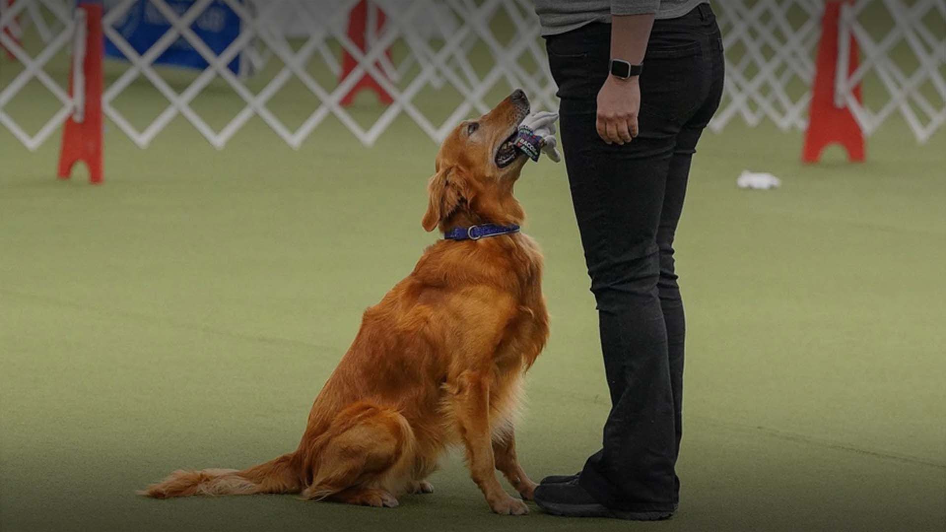 Upcoming Events Live on AKC.TV