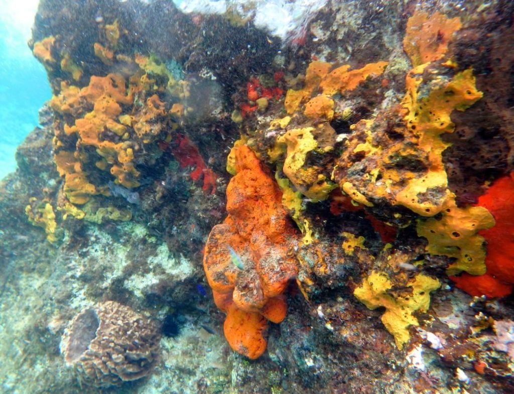 Coral Reefs at Risk - AkumalNow Coral Reefs at Risk - AkumalNow