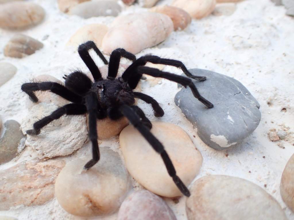Out Our Back Door: Tarantula - Giant Spider Terror or Sweet Fuzzy ...