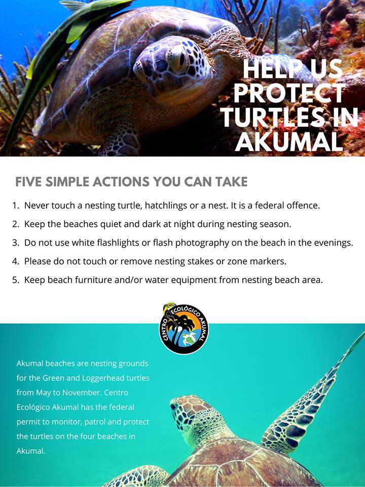 Turtle-poster - AkumalNow