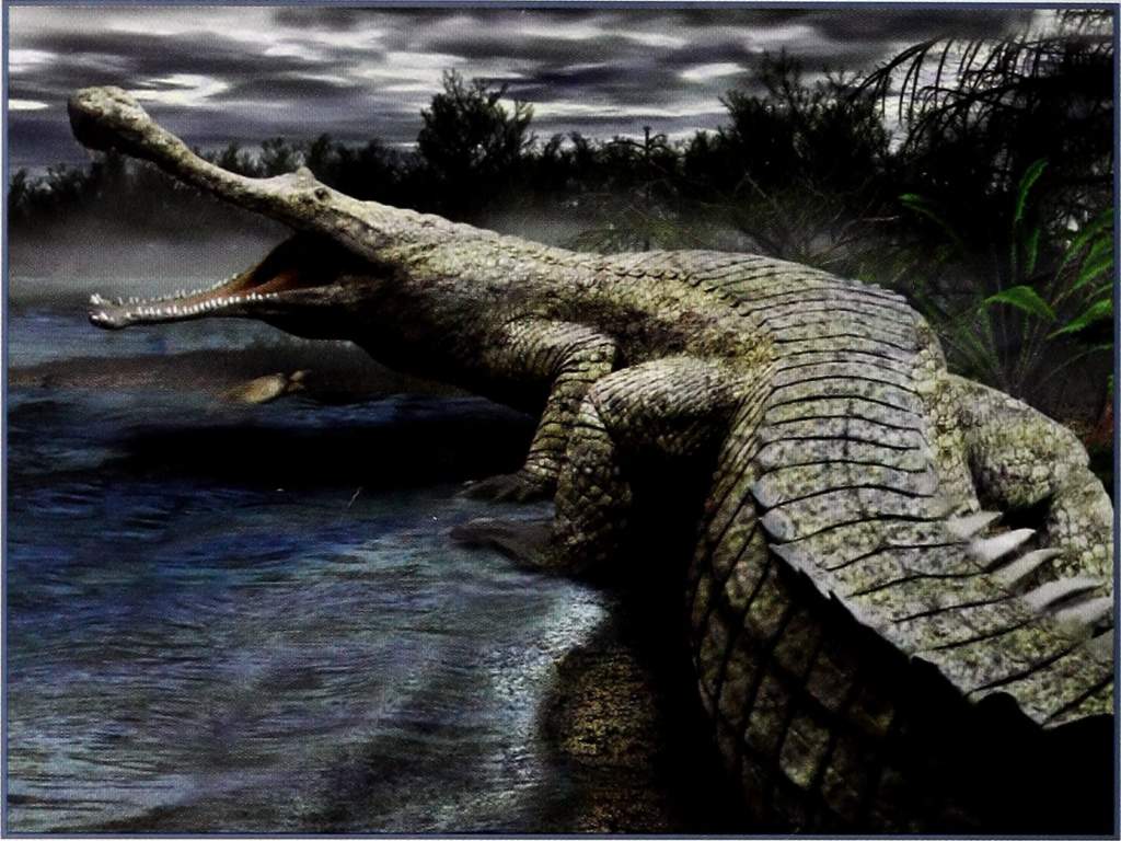 Crocodile_Sarcosuchus - AkumalNow