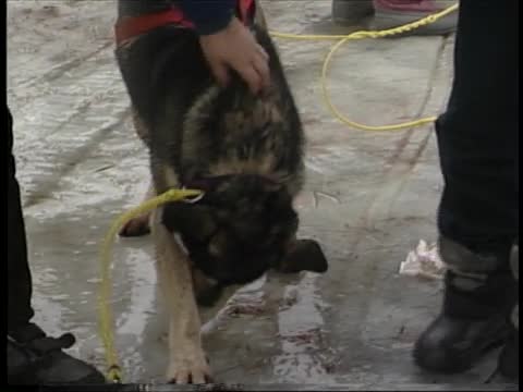 Bogus 150 Creek Winner; Kuskokwim 300 Sled Dog Race - American Archive ...