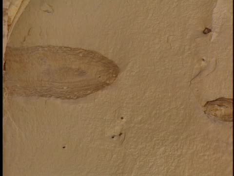 ¡Colores!; 131; Chaco Body; V.B. Reading at Sedimentary Rocks ...