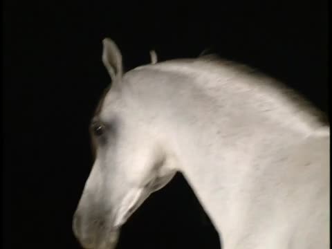 ¡Colores!; 608; A Mi Raza: The Writings of Sabine Ulibarri; Wonder ...