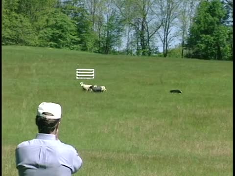 Sheep dog trials at Fosterfield Farm - American Archive of Public ...