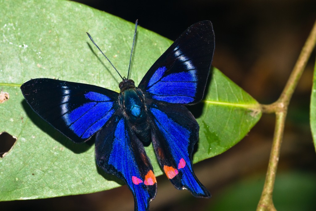 Top 10 Most Beautiful Butterflies of the World