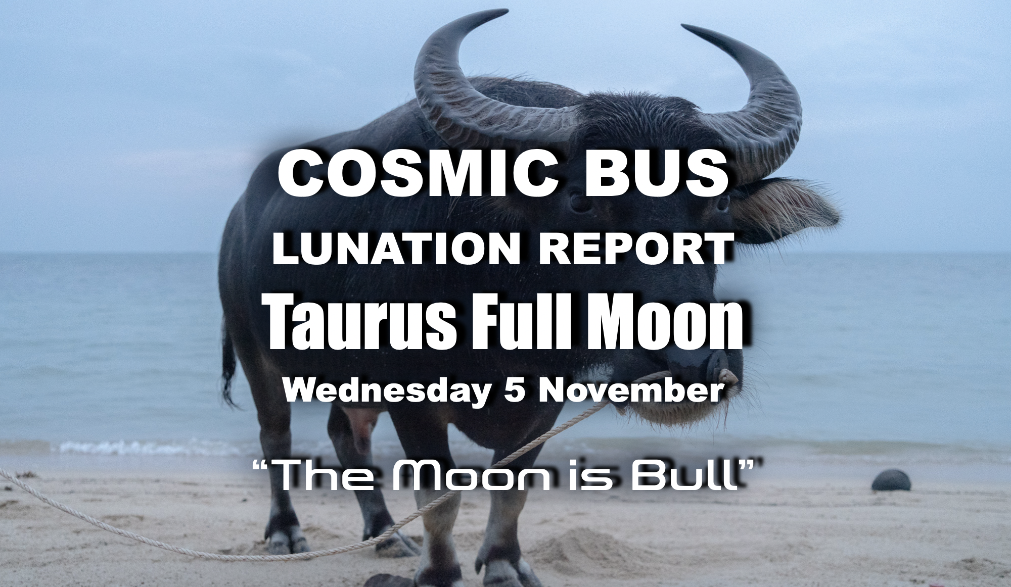COSMIC BUS: "The Moon is Bull" - Musings On The Taurus Full Moon, Nov 5 ...